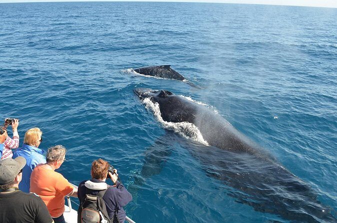 Samaná Whale Watching + Cayo Levantado (Bacardi Island). - Authentic Experiences and Authenticity
