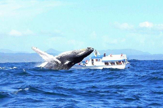 Samaná Whale Watching + Cayo Levantado (Bacardi Island). - FAQ