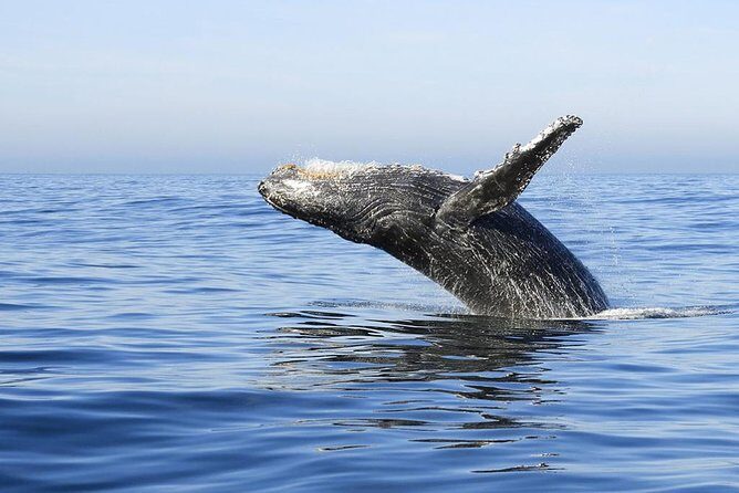 Samana Whale Watching + Cayo Levantado ( Bacardi Island) with Lunch by Locals - An In-Depth Look at the Tour Experience