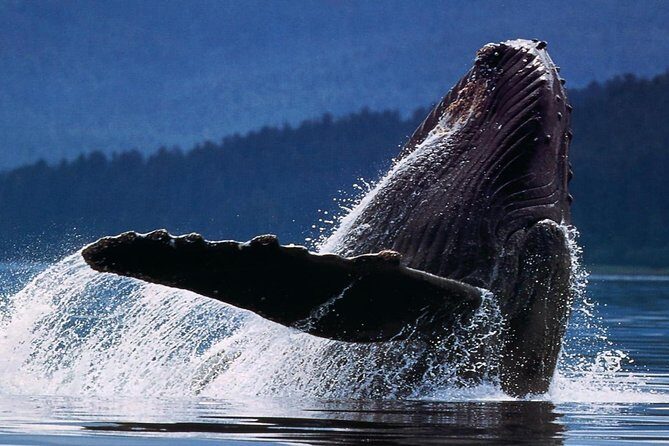 Samana Whale Watching + Cayo Levantado ( Bacardi Island) with Lunch by Locals - FAQ