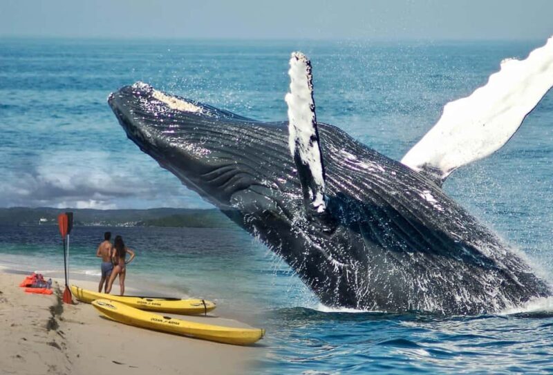 Samaná: Whale Watching. Kayaking at Cayo Levantado & Lunch - What Real Travelers Say