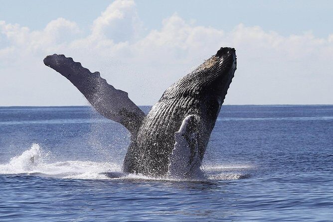 Samana Whale Watching Tour From Las Terrenas. Cayo Levantado with Lunch - Key Points