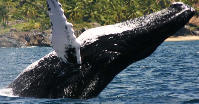 Samana: Whale Watching Tour - Discover the Beauty of the Samana Whale Watching Tour
