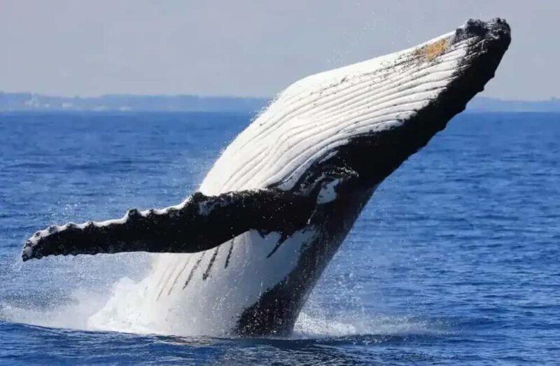 Samaná: Whale Watching Tour with Guide - An In-Depth Look at the Whale Watching Experience