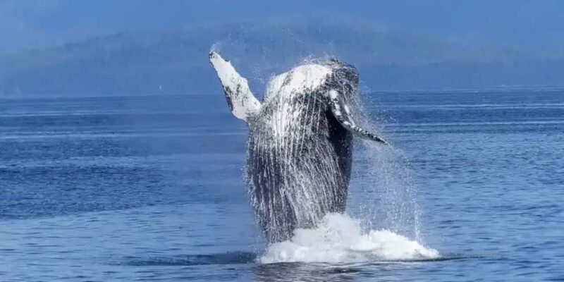 Samaná: Whale Watching Tour with Guide - FAQ