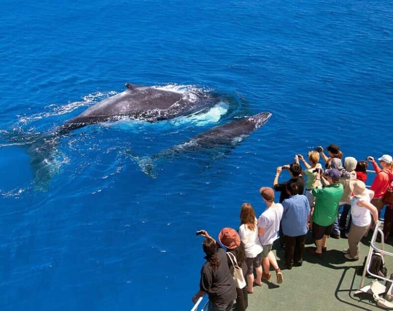 Samaná: Whale Watching Tour with Snacks - What to Expect on the Whale Watching Tour