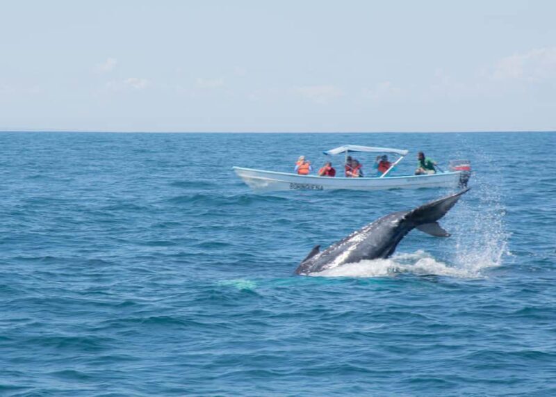 Samaná: Whale Watching Tour with Snacks - Practical Tips for Your Trip