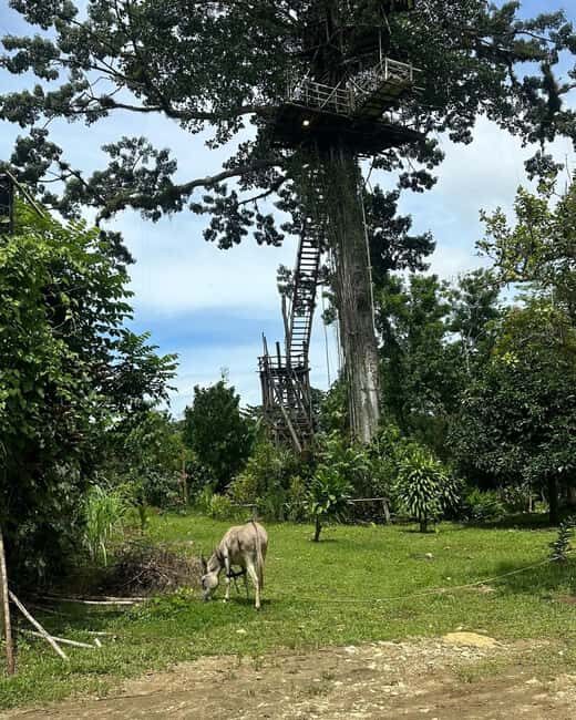 Samaná: Yanigua Waterfalls Day Trip by Ferry with Lunch - FAQ