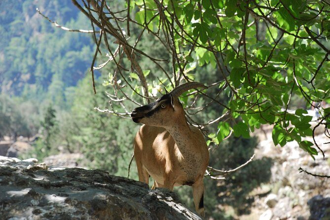 Samaria Gorge Trek: Full-Day Excursion from Heraklion with Guide - Final Thoughts: Who Should Consider This Tour?