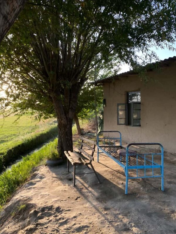 Samarkand: Village Tour with Homemade Dinner & Milking a Cow - A Genuine Look into Uzbek Village Life