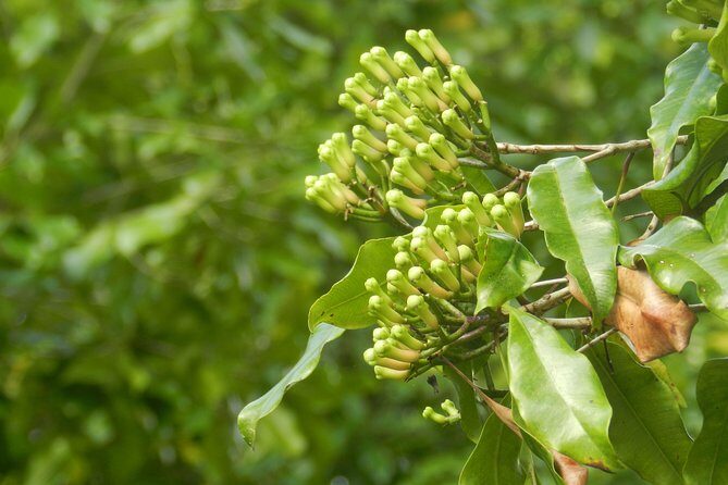 Sambangan Trekking, Sliding, Jumping in Scenic Waterfalls - Authenticity and Safety