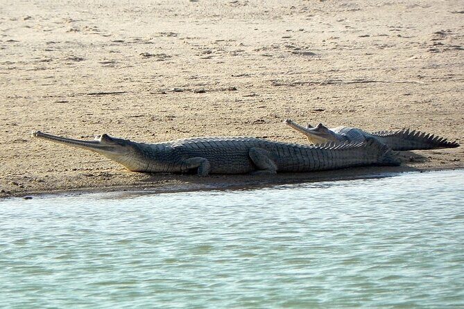 Same Day Jeep Safari For Blackbuck At National Chambal Sanctuary From Agra - The Experience of Wildlife and Landscape