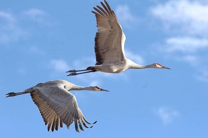 Same Day Jeep Safari For Blackbuck At National Chambal Sanctuary From Agra - Who Should Consider This Tour?