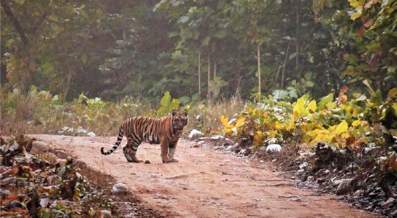 Same Day Rajaji National Park from Chandigarh - The Itinerary: How the Day Unfolds