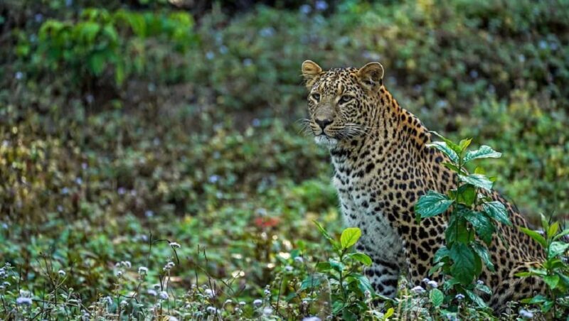 Same Day Rajaji National Park from Chandigarh - Practical Tips for a Smooth Trip