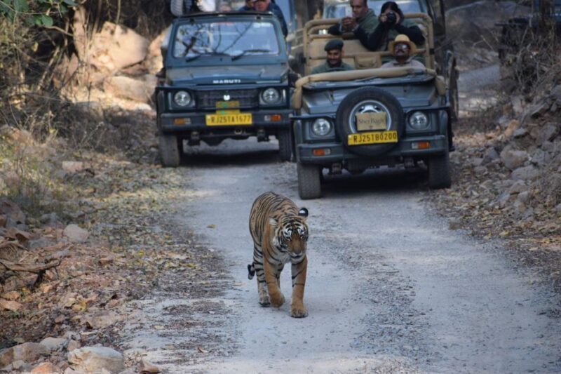 Same Day Ranthambhore WildLife Tour From Jaipur - A Deep Dive into the Experience