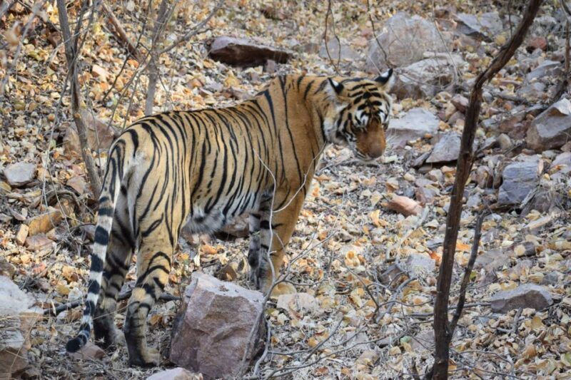 Same Day Ranthambhore WildLife Tour From Jaipur - Who’s This Tour Best For?