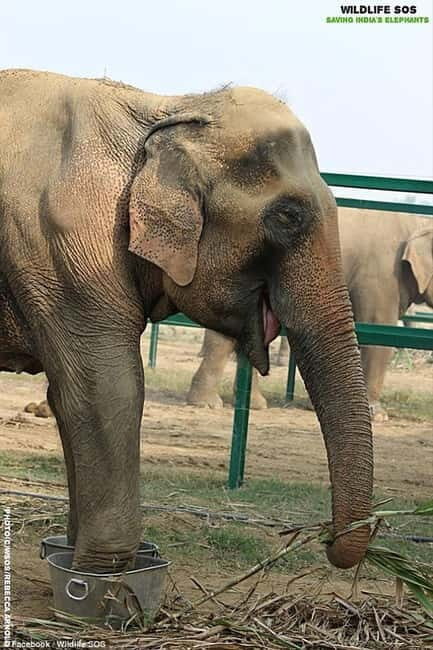 Same-day Taj Mahal Tour with SOS Elephant/Bear Sanctuary - Frequently Asked Questions