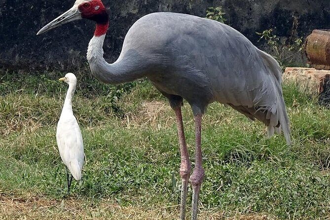 Same Day Trip To National Chambal Sanctuary From Agra - Key Points