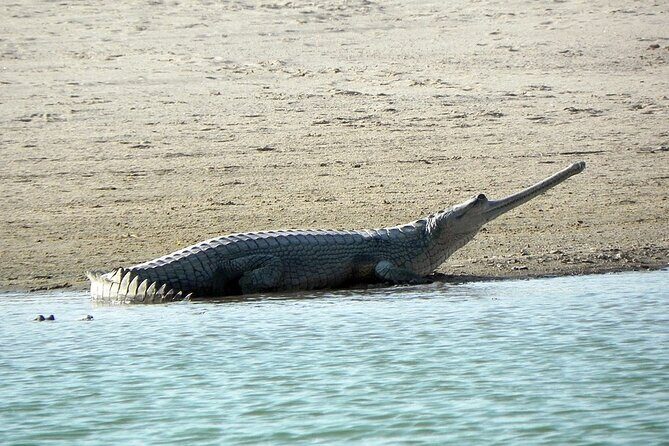 Same Day Trip To National Chambal Sanctuary From Agra - Practical Considerations