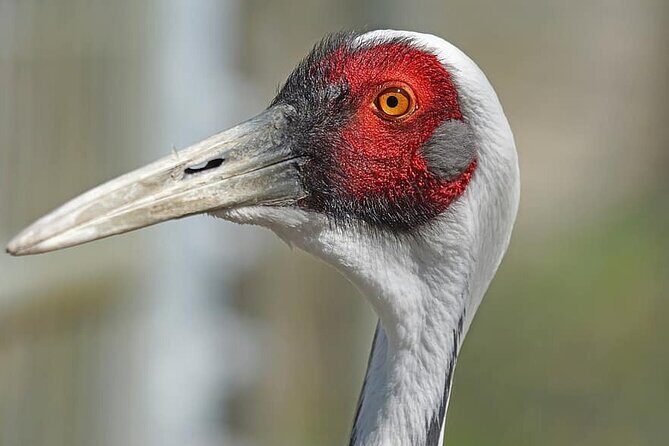 Same Day Trip To National Chambal Sanctuary From Agra - The Sum Up