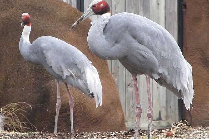 Same Day Trip To National Chambal Sanctuary From Agra - FAQ