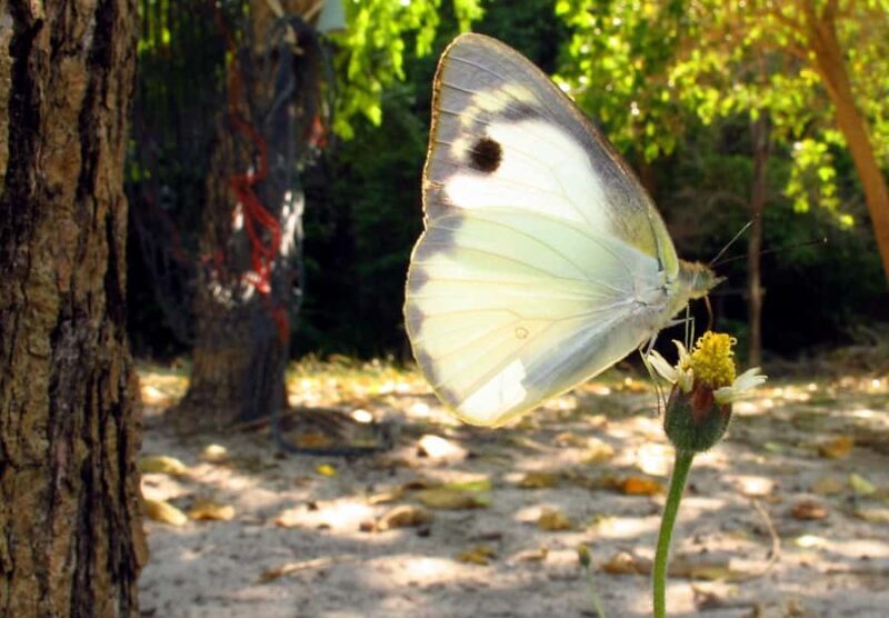 Samui: Angthong National Marine Park Day Trip by Speedboat - Who Will Love This Tour?