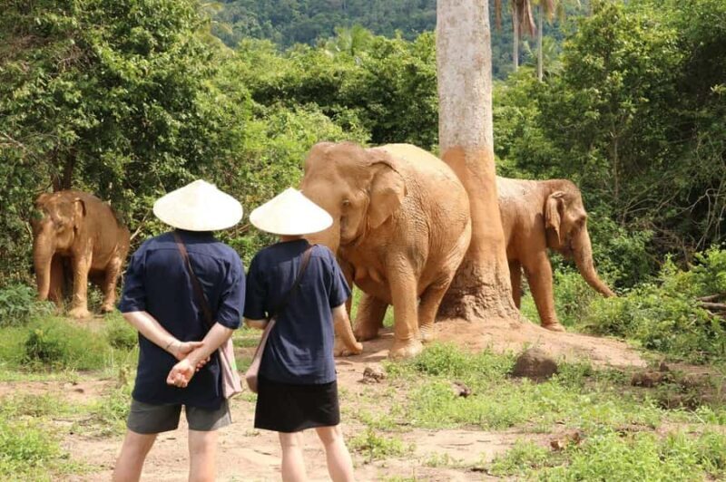 Samui: Elephant Home Sanctuary and the first elephant museum - Key Points