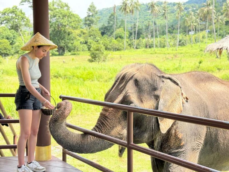 Samui: Elephant Home Sanctuary and the first elephant museum - Introduction: What Makes This Tour Special