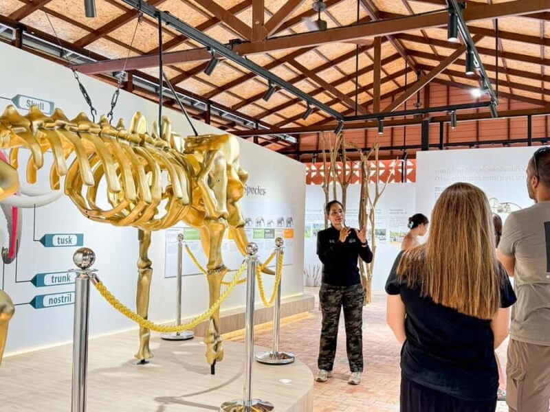 Samui: Elephant Home Sanctuary and the first elephant museum - Final Thoughts: Who Will Love This Experience?