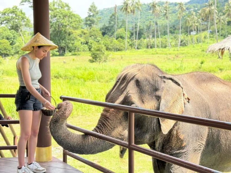 Samui: Elephant Home Sanctuary and the first elephant museum - The Experience: What You Can Expect