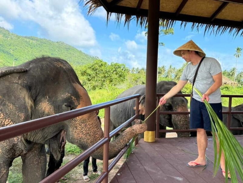 Samui: Elephant Home Sanctuary and the first elephant museum - What the Reviews Say