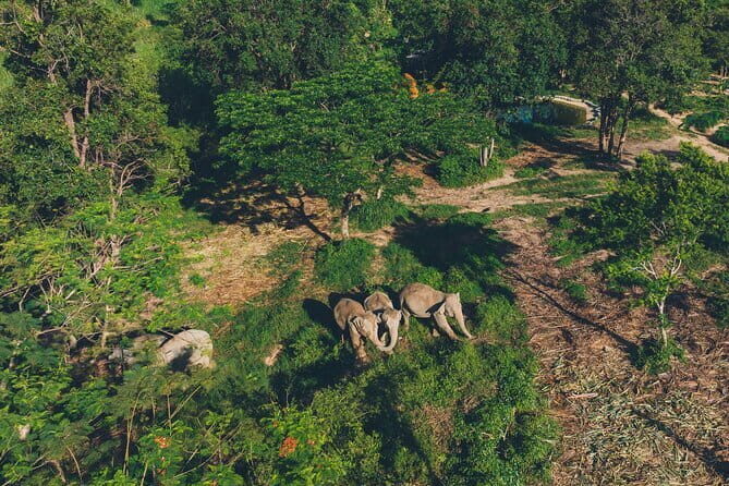 Samui Elephant Kingdom Ethical Sanctuary and Skywalk Tour - An In-Depth Look at the Samui Elephant Kingdom Skywalk Tour