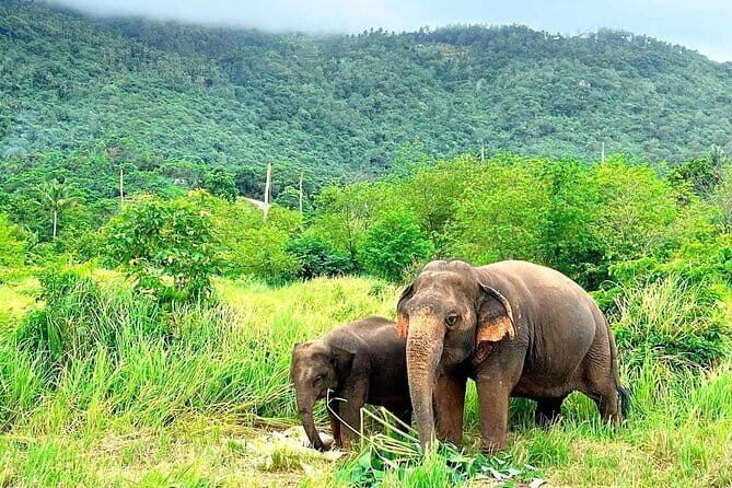 Samui Elephant Kingdom Ethical Sanctuary and Skywalk Tour - Final Words: Who Will Love This Tour?