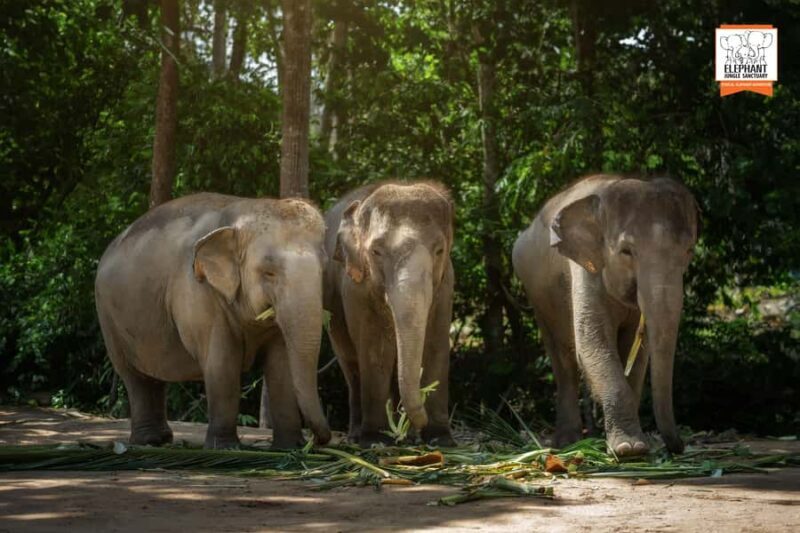 Samui: Elephant Sanctuary Tour - Jungle Walk & Swim - Key Points