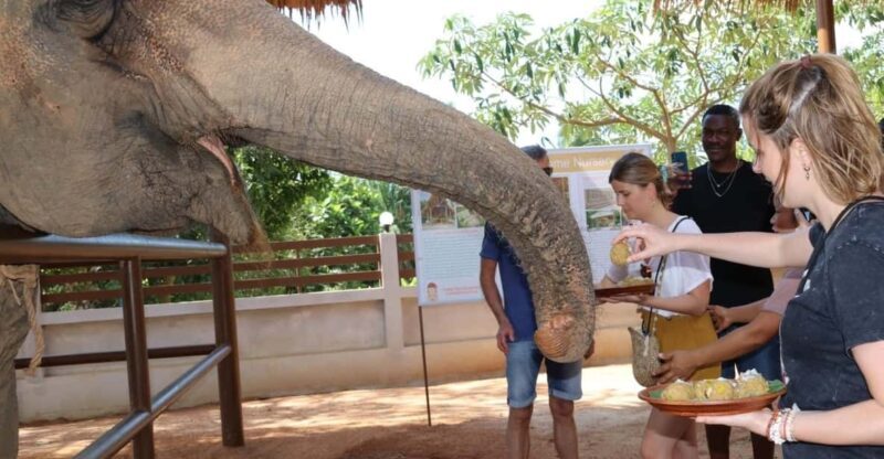 Samui: Feeding Program at the Elephant Home Nursery - Samui: Feeding Program at the Elephant Home Nursery