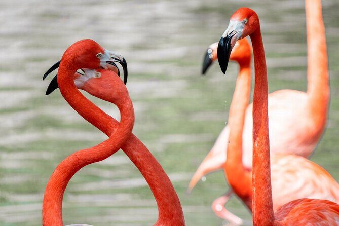 San Antonio Zoo General Admission Ticket - What Makes the San Antonio Zoo Worth Visiting?