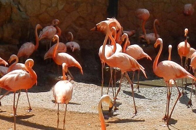 San Antonio Zoo General Admission Ticket - What to Expect During Your Visit