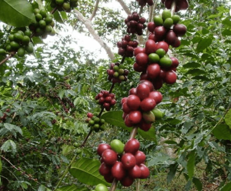 San Cristobal: Coffee Tour in the Mountains of Chiapas - Practical Tips