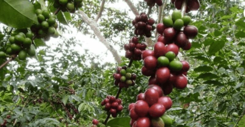 San Cristobal: Coffee Tour in the Mountains of Chiapas - Who Should Consider This Tour?