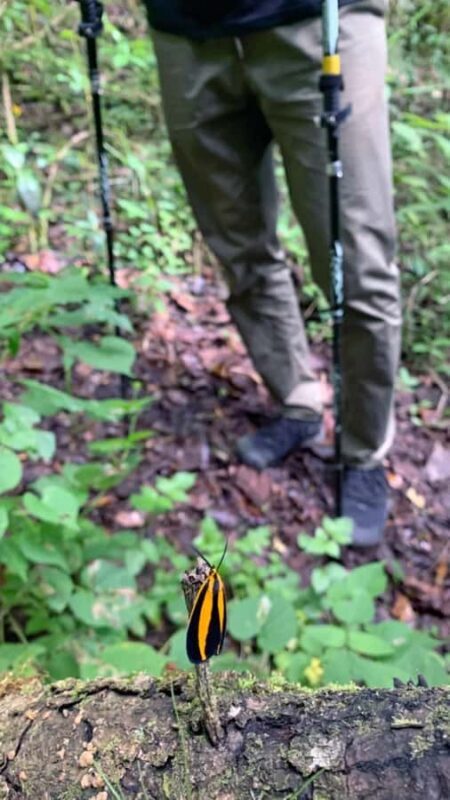 San Cristóbal de las Casas: Hiking on Huitepec Volcano - Key Points