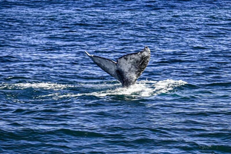 San Diego: 3 Hour Whale Watching Cruise - A Close Look at the San Diego Whale Watching Cruise