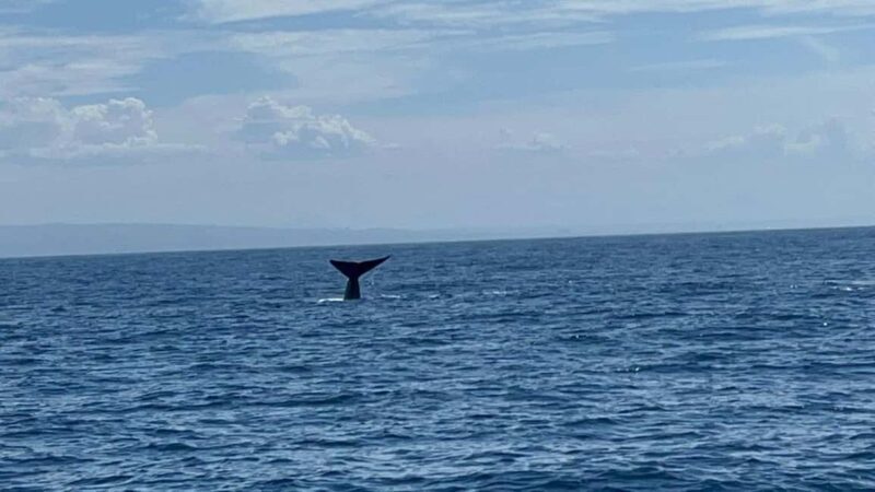 San Diego: 3 Hour Whale Watching Cruise - FAQ