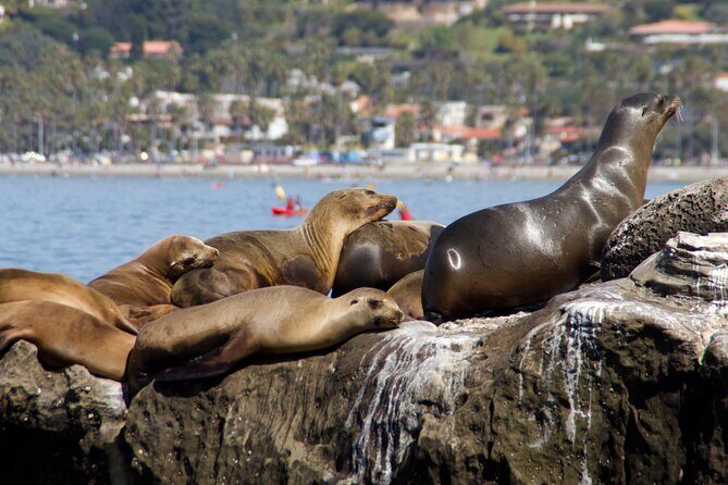 San Diego, and La Jolla Scenic Private Tour from Los Angeles. - Who Should Consider This Tour?