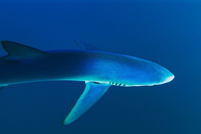 San Diego Blue Shark Diving Adventure - FAQ
