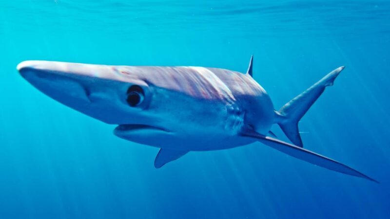 San Diego: Blue Shark Offshore Snorkel Adventure! - Key Points