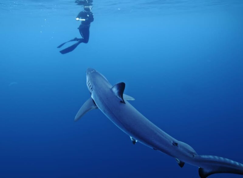 San Diego: Blue Shark Offshore Snorkel Adventure! - An Honest Look at the Experience