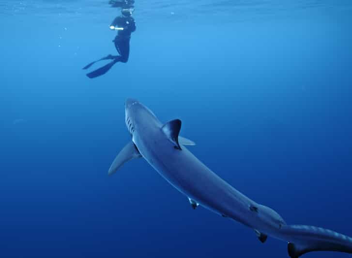 San Diego: Blue Shark Offshore Snorkel Adventure! - Price and Value Analysis