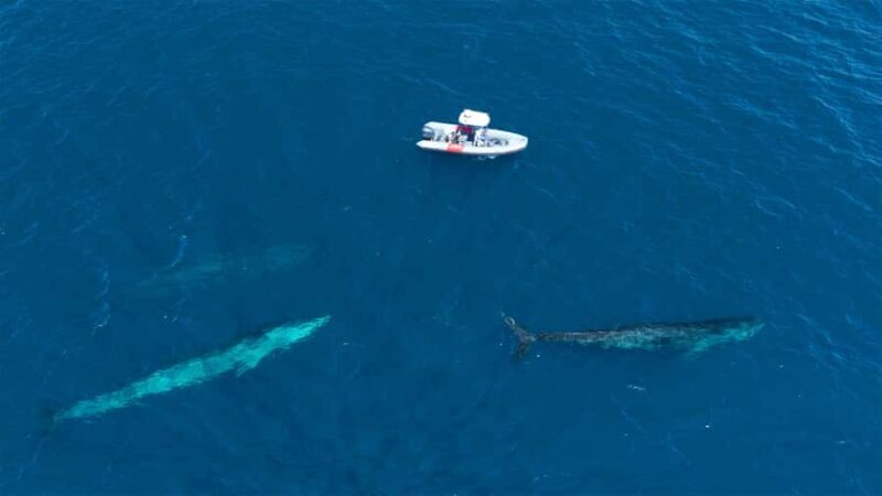 San Diego: Blue Whale Watching Expedition - Key Points