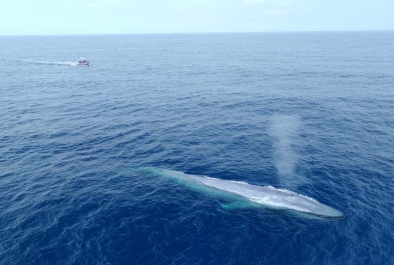 San Diego: Blue Whale Watching Expedition - What Makes This Tour Stand Out?